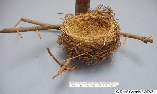 Summer Tanager Nest