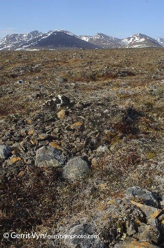 Hábitat - Red Knot - Calidris canutus - Birds of the World