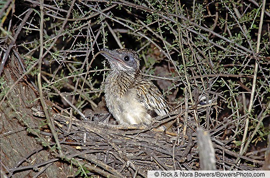 Baby Roadrunner Bird