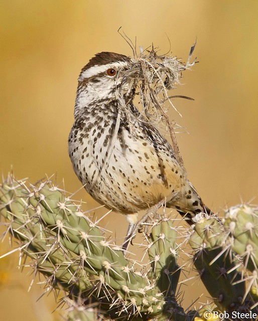 Cactus Wren Nesting Habits