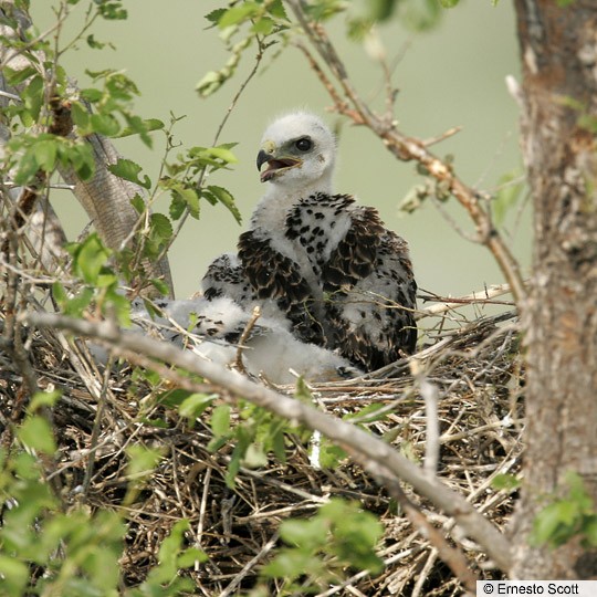 Breeding - Swainson's Hawk - Buteo swainsoni - Birds of the World