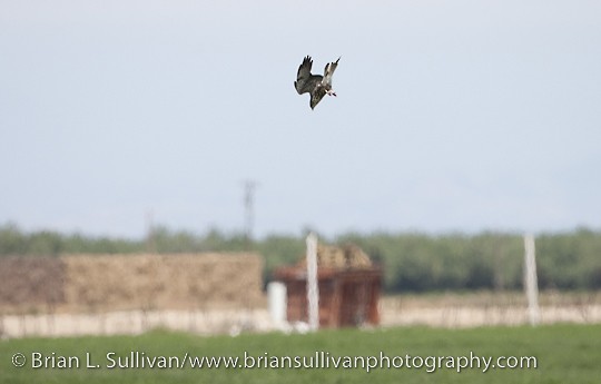 Breeding - Swainson's Hawk - Buteo swainsoni - Birds of the World