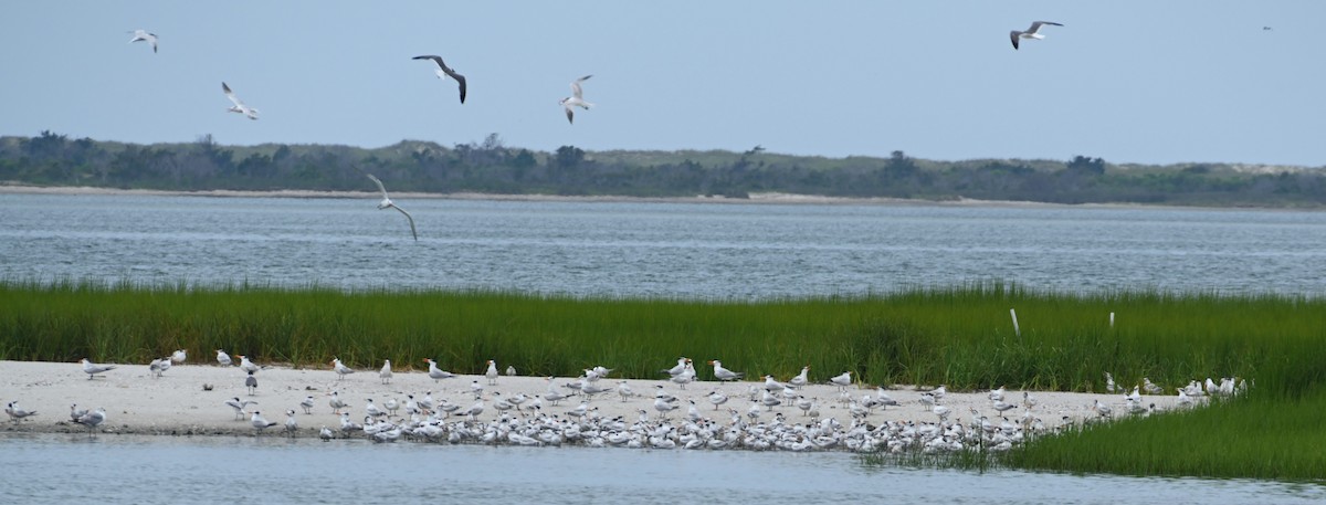 eBird Checklist - 13 Jul 2020 - Cape Lookout NS--Morgan Island - 13 species