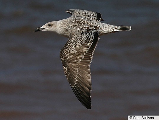 Lesser Black Backed Gull Juvenile