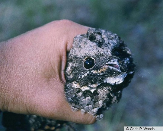 Common Poorwill In Flight