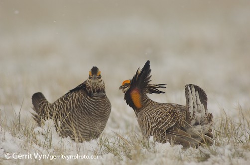 Photos - Greater Prairie-Chicken - Tympanuchus cupido - Birds of the World