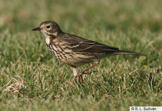 American Pipit Juvenile