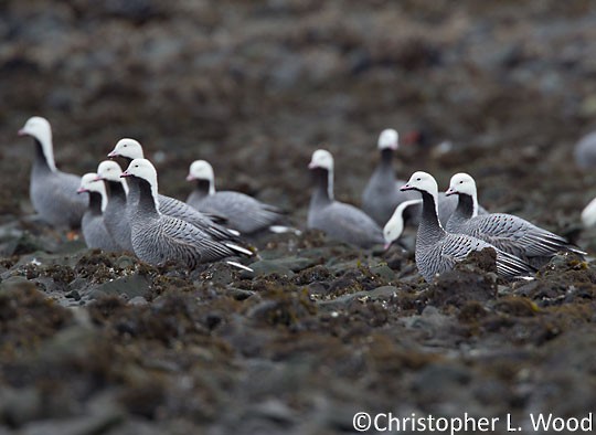 Hábitat - Emperor Goose - Anser canagicus - Birds of the World