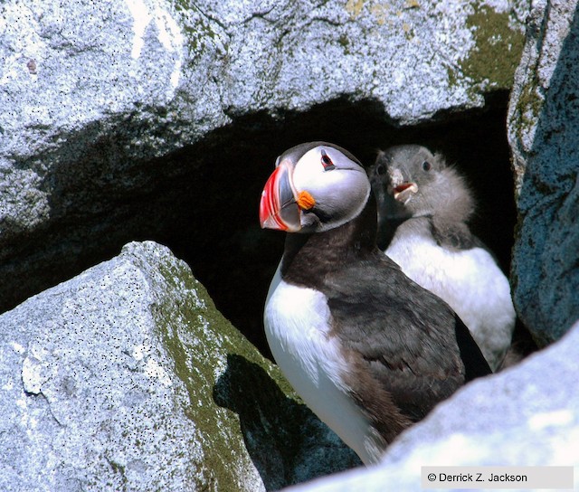 Puffin Chicks