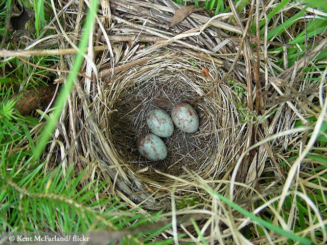 Sparrow Eggs Identification