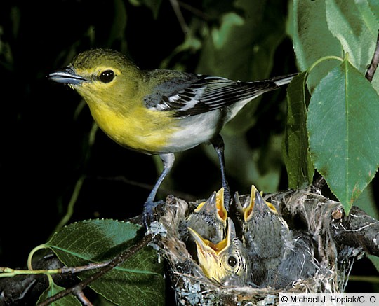 Yellow Throated Vireo In Flight