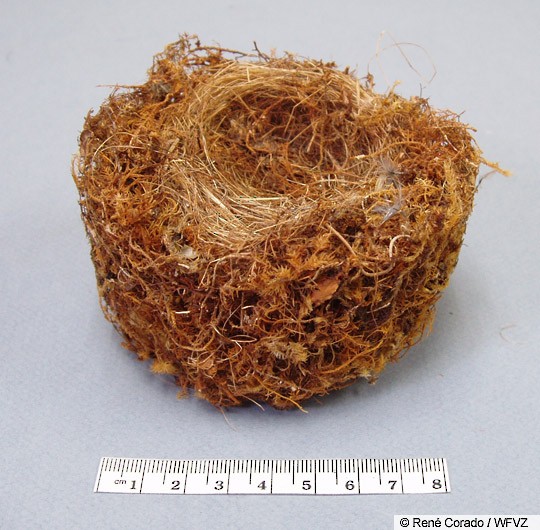 Breeding - Akikiki - Oreomystis bairdi - Birds of the World