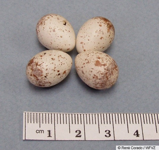 Reproducción - Magnolia Warbler - Setophaga magnolia - Birds of the World