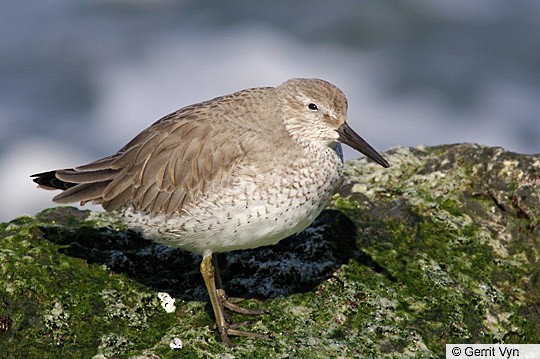 Systematics - Red Knot - Calidris canutus - Birds of the World