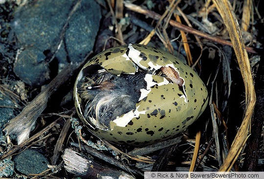 Arctic Tern Eggs