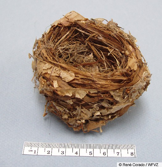 Photos - Worm-eating Warbler - Helmitheros vermivorum - Birds of the World