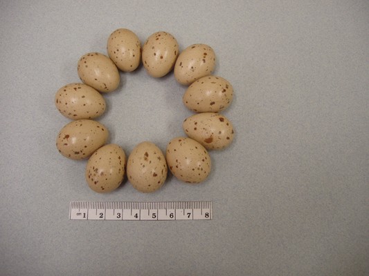 Breeding - Sora - Porzana carolina - Birds of the World