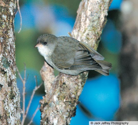 Plumages, Molts, and Structure - Akikiki - Oreomystis bairdi - Birds of ...