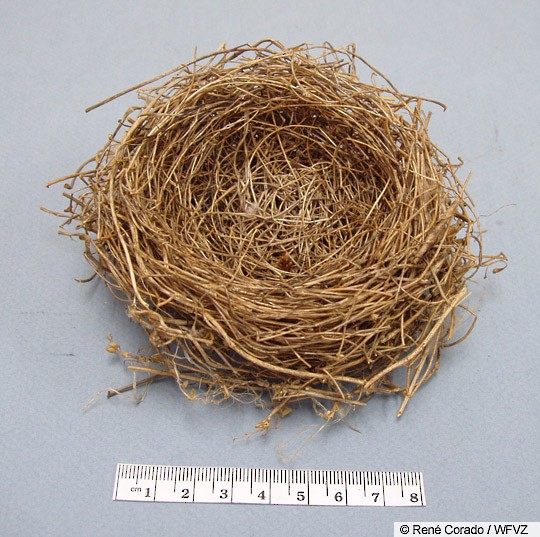 Summer Tanager Nest
