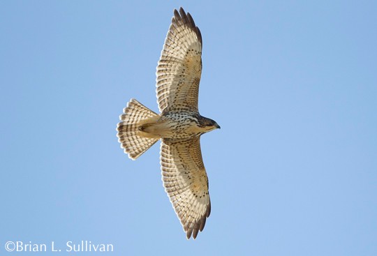 Broad Winged Hawk In Flight