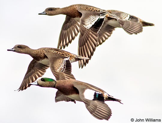 American Wigeon In Flight