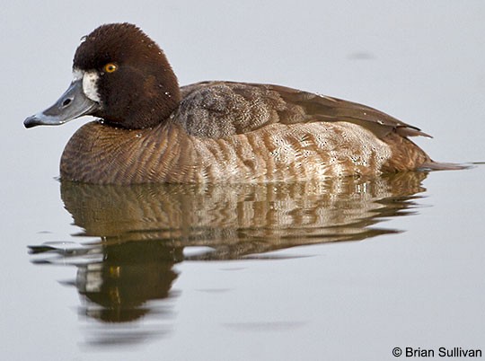 Hen Scaup