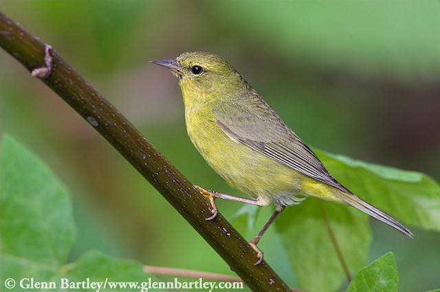 Orange Crowned Warbler Female