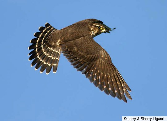 Female Merlin Falcon Flying