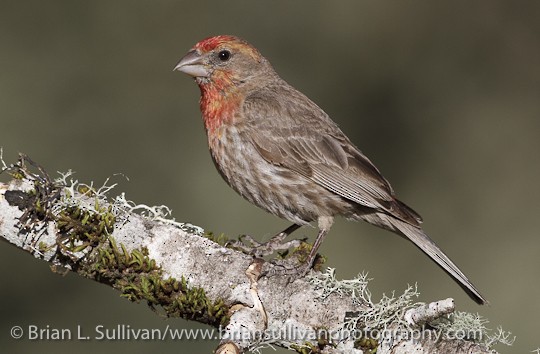 Juvenile House Finch