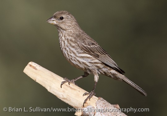 Female House Finch Bird