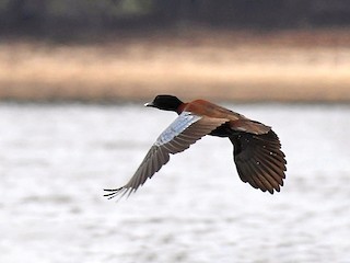 Hartlaub's Duck - eBird