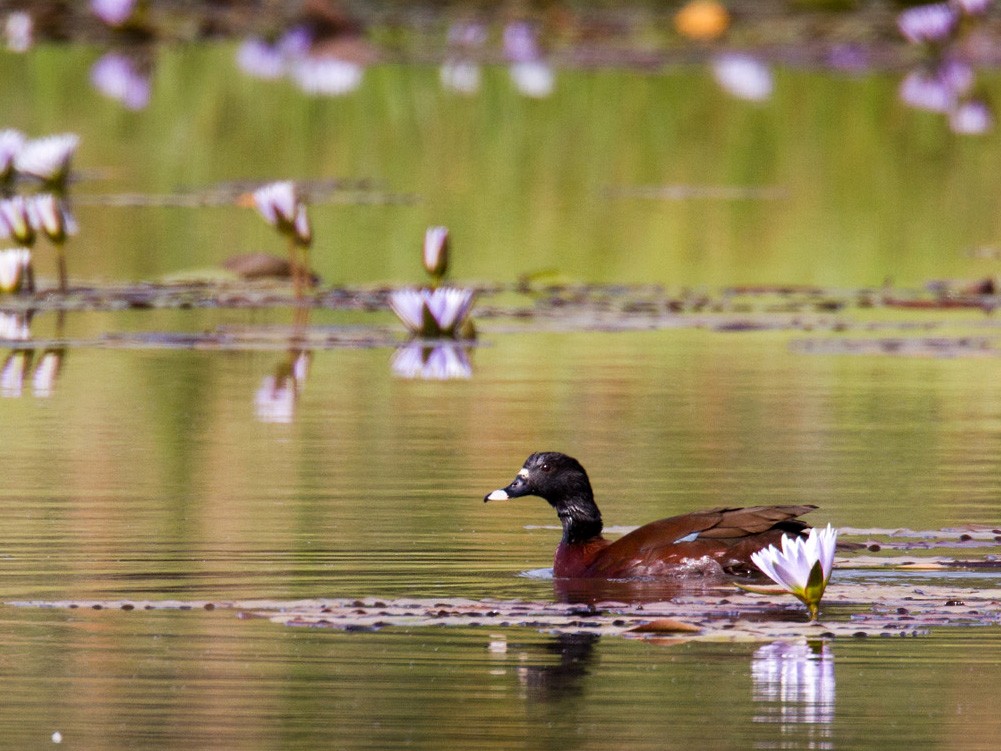 Hartlaub's Duck - eBird