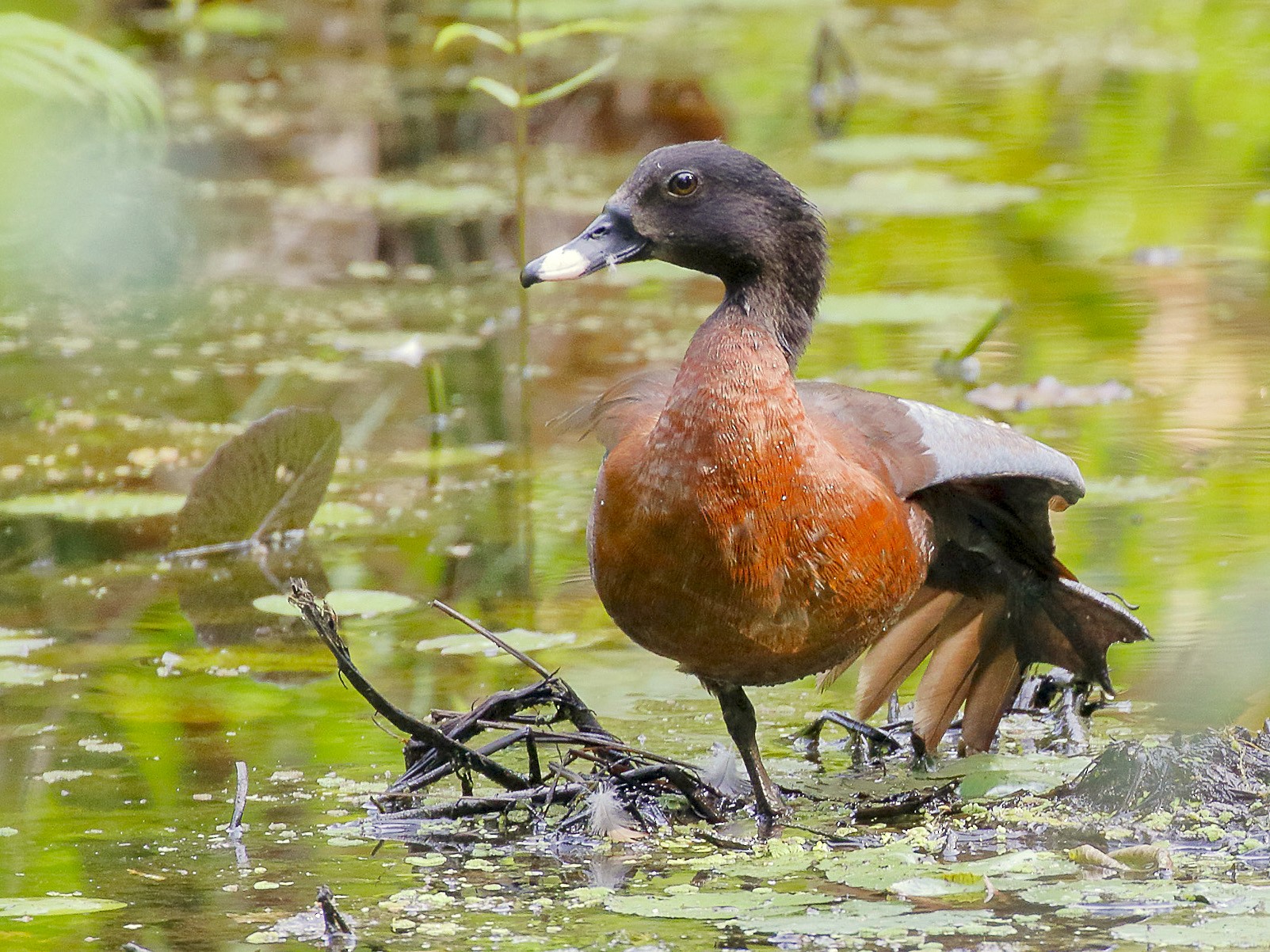 Hartlaub's Duck - eBird
