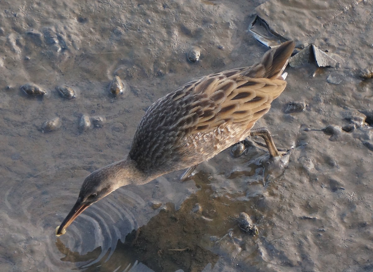 King x Clapper Rail (hybrid) - eBird