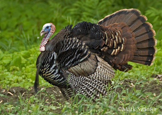 Preditor Of Wild Turkey