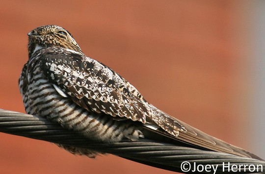 Common Nighthawk Male