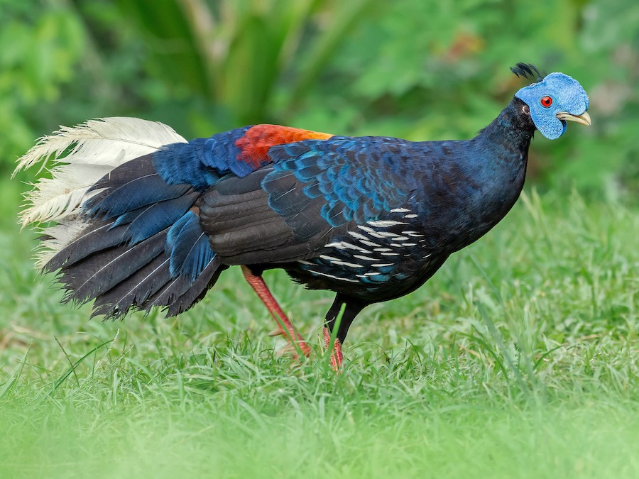 Malayan Crested Fireback - eBird