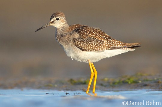 Plumages, Molts, and Structure - Lesser Yellowlegs - Tringa flavipes ...