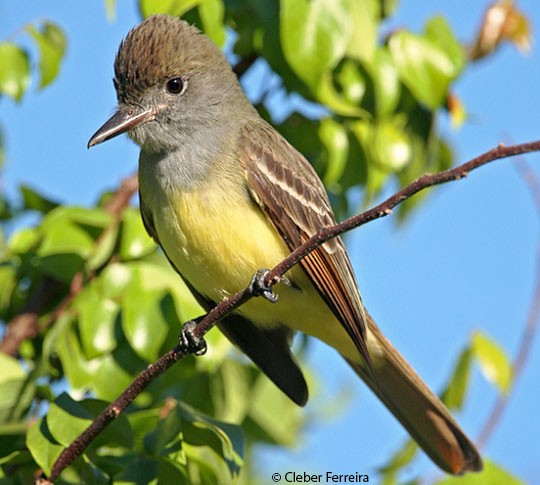 Great Crested Flycatcher Flying