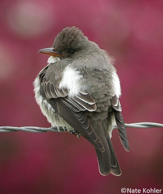 Olive Sided Flycatcher OLIVE SIDED FLYCATCHER