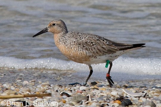 Conservation and Management - Red Knot - Calidris canutus - Birds of ...