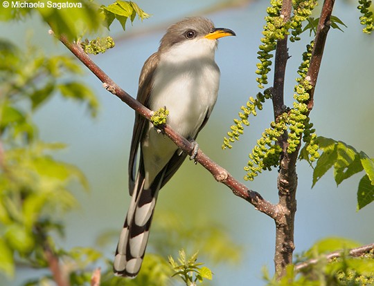 Yellow Billed Cuckoo Bird
