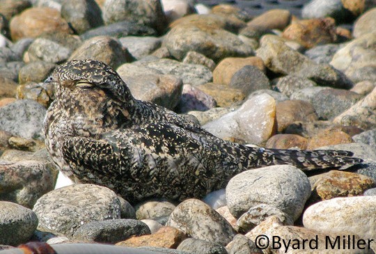 Common Nighthawk Nest