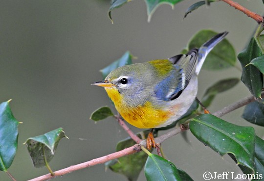 Northern Parula