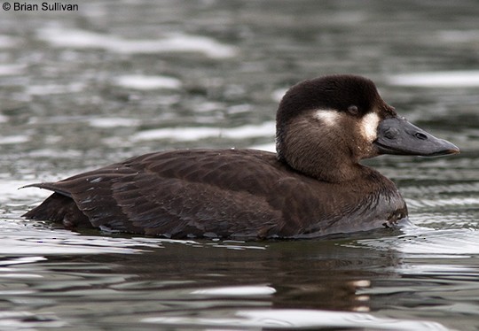 Surf Scoter Female