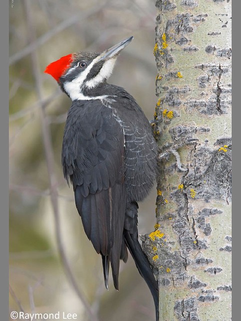 Pileated Woodpecker Female Vs Male