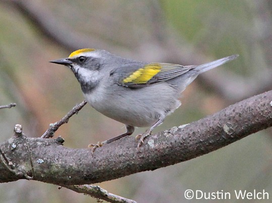 Golden Winged Warbler