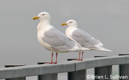 Photos - Glaucous Gull - Larus hyperboreus - Birds of the World