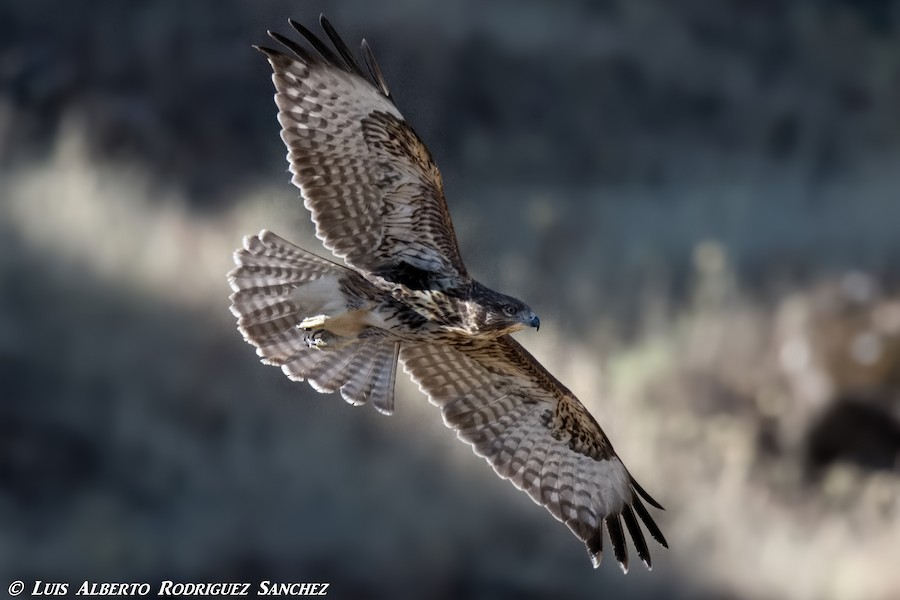 Busardo Ratonero (Islas Canarias) - eBird