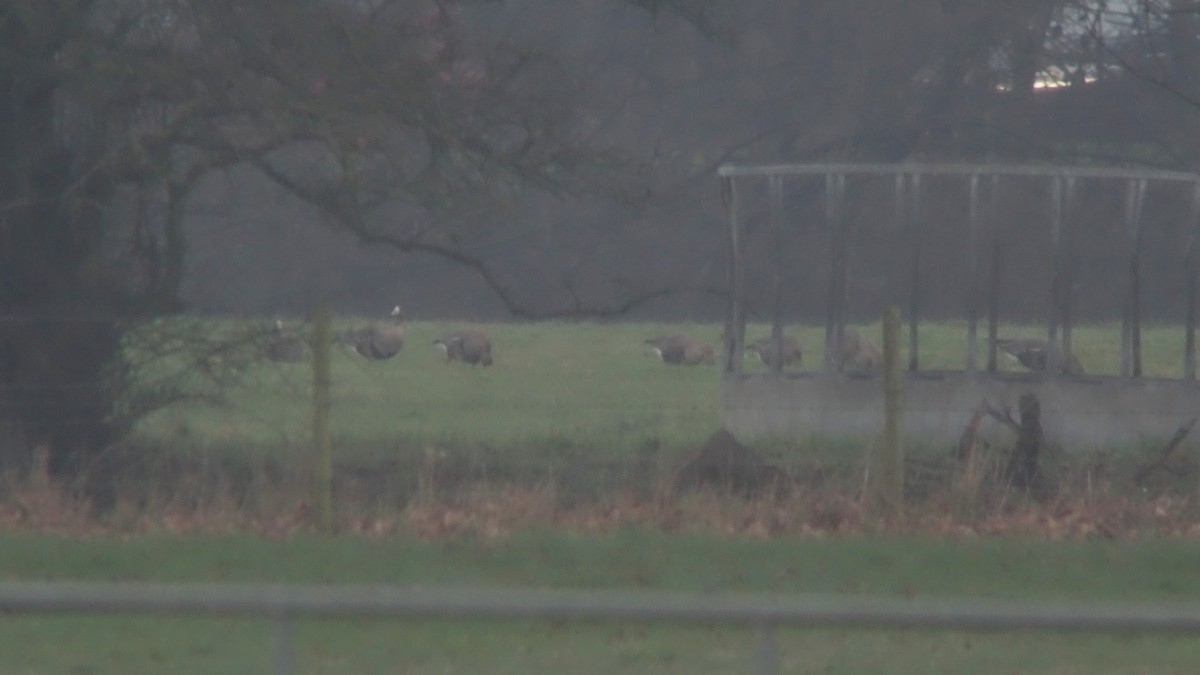 eBird Checklist - 11 Feb 2017 - Sandwell Valley RSPB Reserve - 47 species